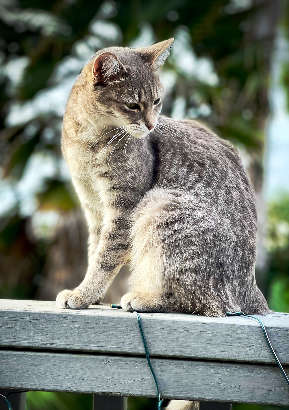 Macy the Cat